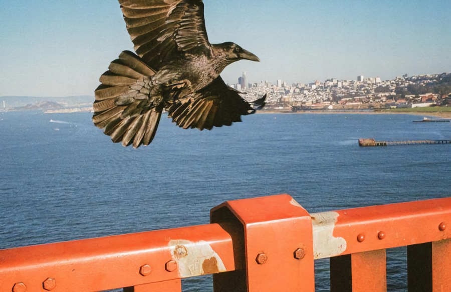 LensCulture Winners Galleries